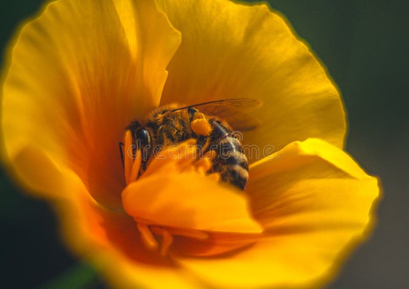 Bee among flowers stock image. Image of isolated, wing - 357265291