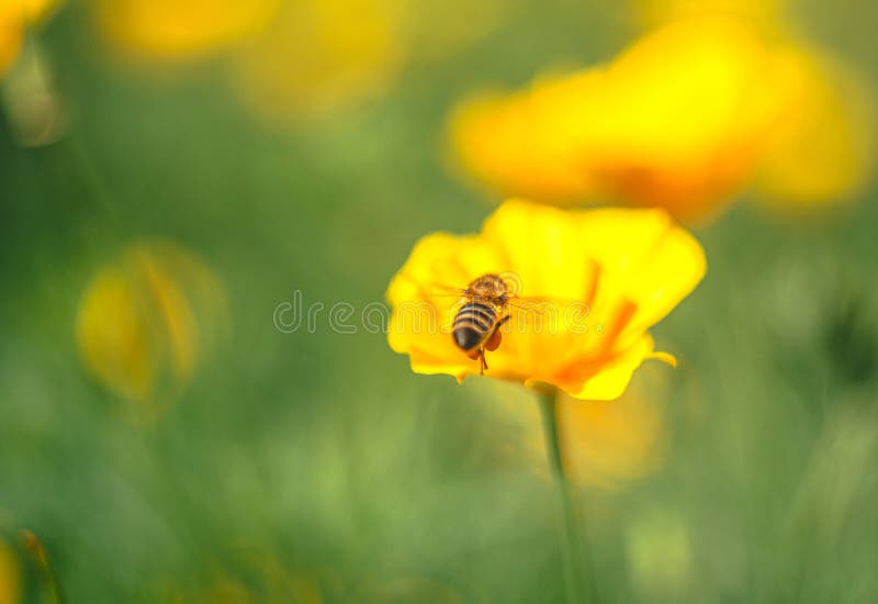 Bee among flowers stock photo. Image of wing, isolated - 357265298