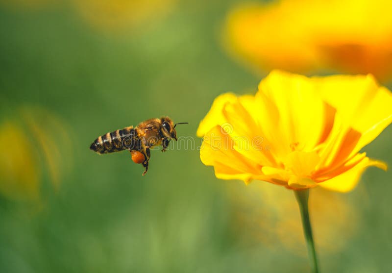 Bee among flowers stock image. Image of isolated, macro - 357265313