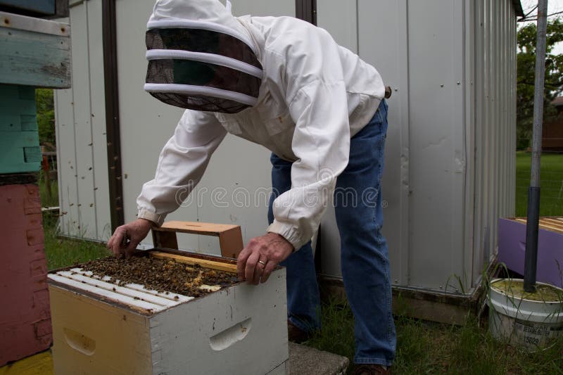 Bee Keeper stock image. Image of hive, keeper, farm - 315170655