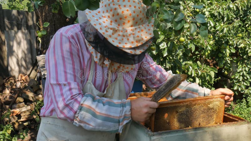 Beekeeper is Shaking the Bees from a Frame into the Hive during Honey ...
