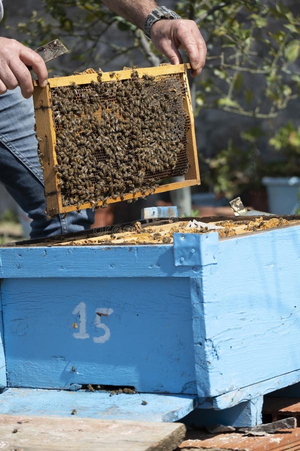 Bee Keeper is Controlling the Bee Box Stock Image - Image of bees ...