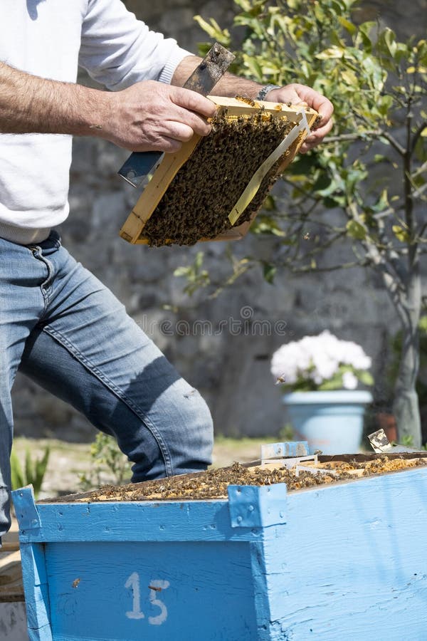 Bee Keeper is Controlling the Bee Box Stock Image - Image of family ...