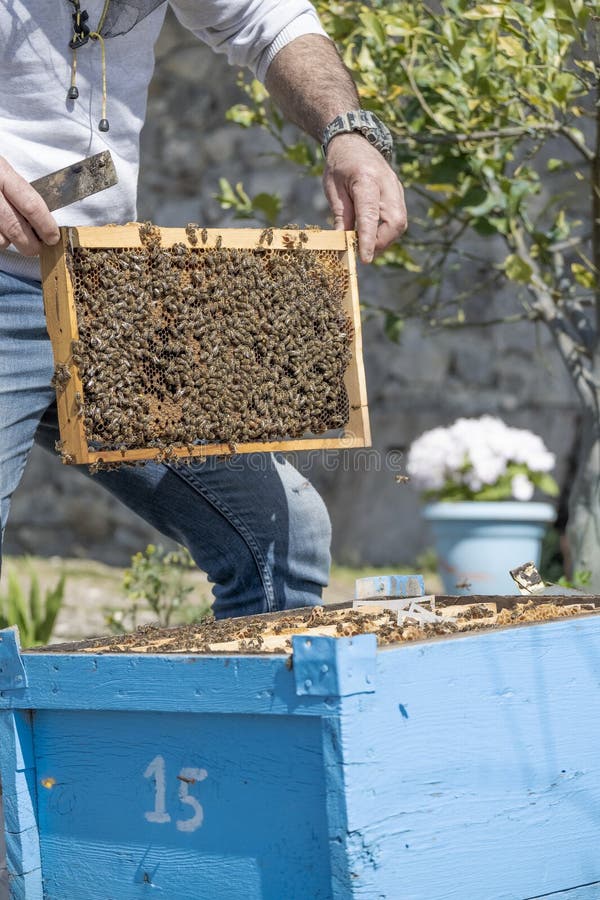 Bee Keeper is Controlling the Bee Box Stock Image - Image of business ...