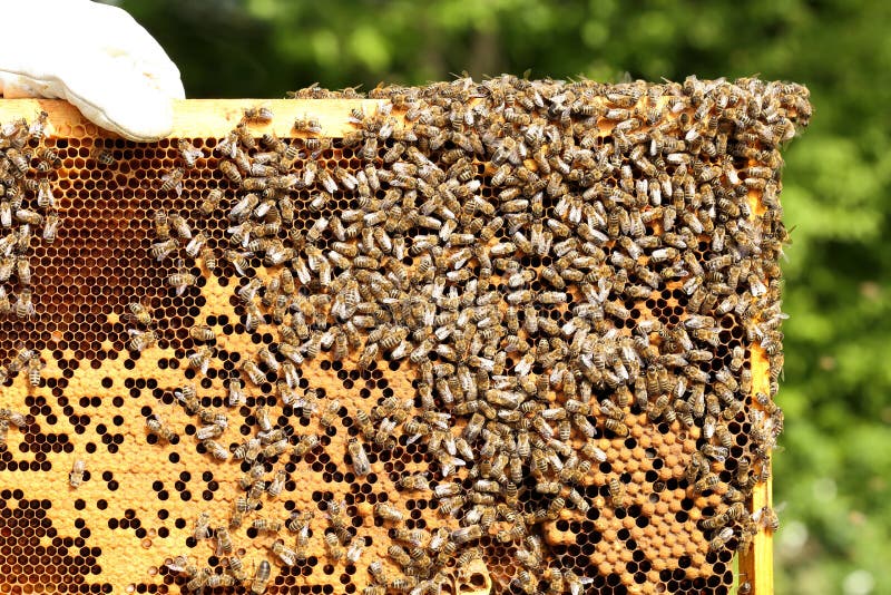 Bee-keeper Controls a Bee Hive Stock Photo - Image of honeycomb, insect ...