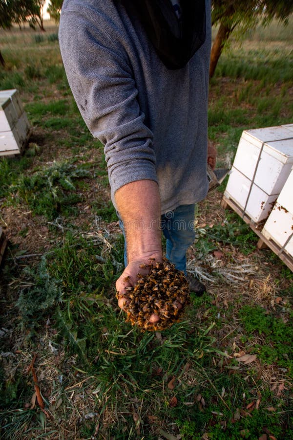 Bee Keeper Holding Bees in Hand Editorial Image - Image of sunlight ...