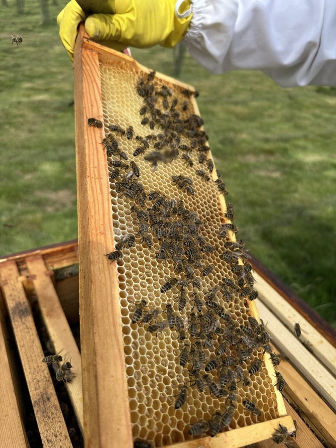 Bee Keeper Holding a Honeycomb Frame Angled Stock Photo - Image of ...