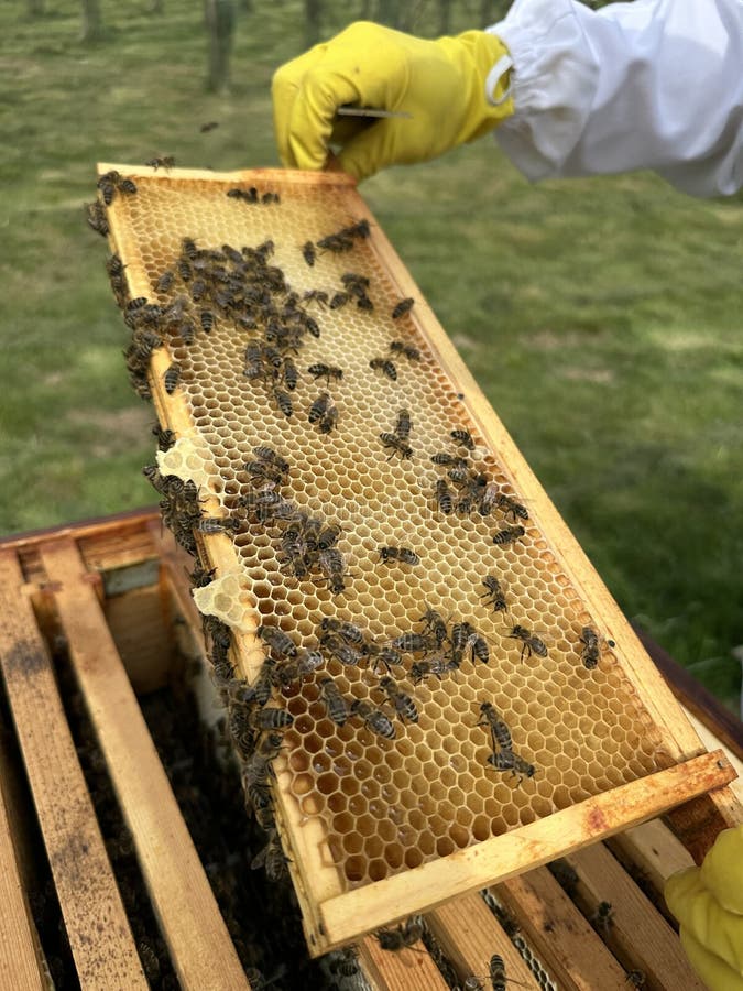 Bee Keeper Holding a Honeycomb Frame Stock Image - Image of honey ...