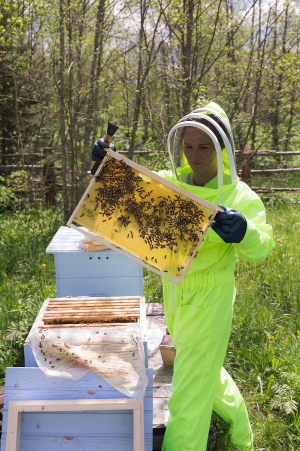 Bee-keeper in a Protective Suit Stock Photo - Image of keeper, nature ...