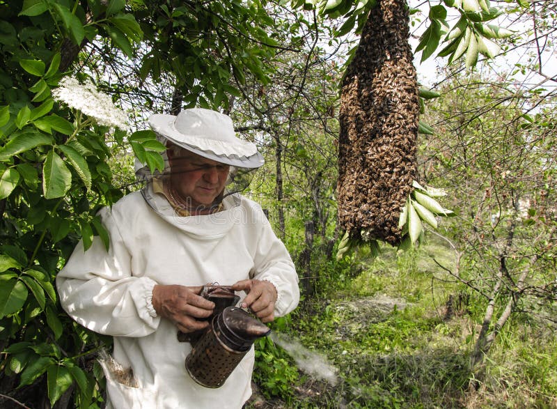 Bee Keeper with a Swarm of Bees Stock Image - Image of apiary, worker ...