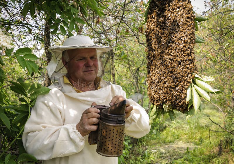 Bee Keeper with a Swarm of Bees Stock Image - Image of summer, insect ...
