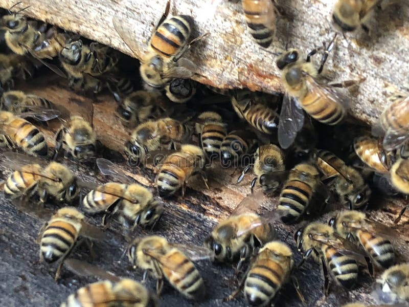 Bee Box and bees stock image. Image of entrance, bees - 125743935