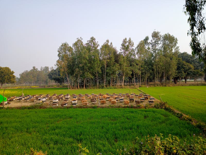Bee keeping in a field. stock photo. Image of nature - 267572702