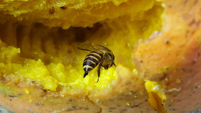 Honey bee on mango flower stock video. Video of natural - 287146499