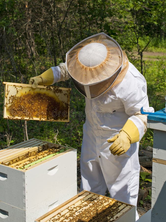Bee Keeping stock photo. Image of hive, honeybees, honey - 32592008