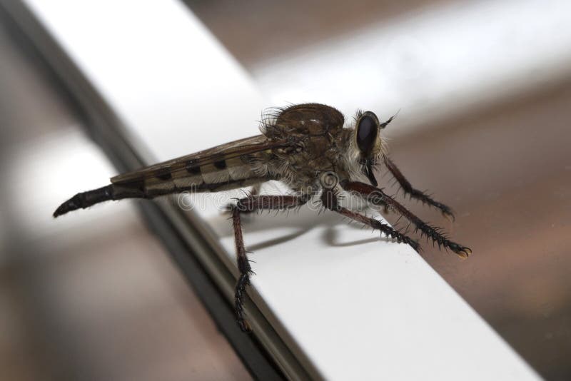 A Bee Killer Fly Macro Details Stock Image - Image of head, house ...