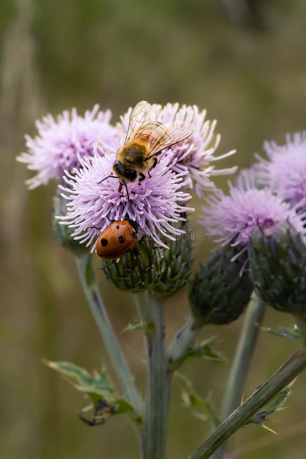Bee and a Ladybug on Wild Flowers Stock Photo - Image of small, beehive ...