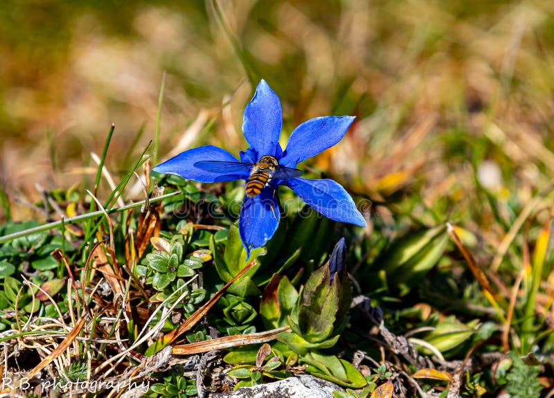 Bee is Landed on a Beautiful Flower Stock Photo - Image of flower ...