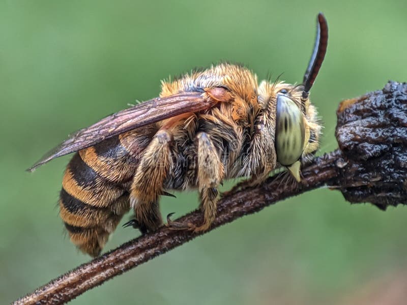A Bee Landed on a Grass Branch in a Garden Stock Image - Image of ...