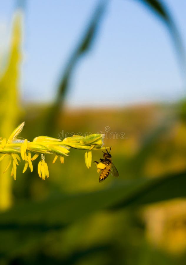 A Bee Landed on a Rice Flower Stock Photo - Image of yellow, nature ...