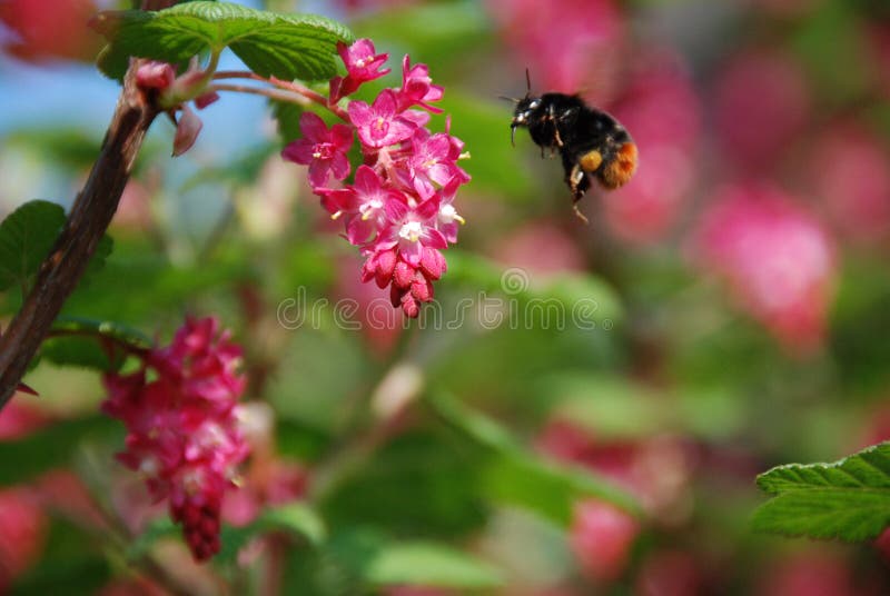 Soft bee stock photo. Image of tunnel, virginica, bare - 804152