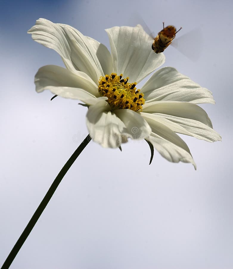 Bee Landing stock photo. Image of outdoors, garden, buzzing - 191854