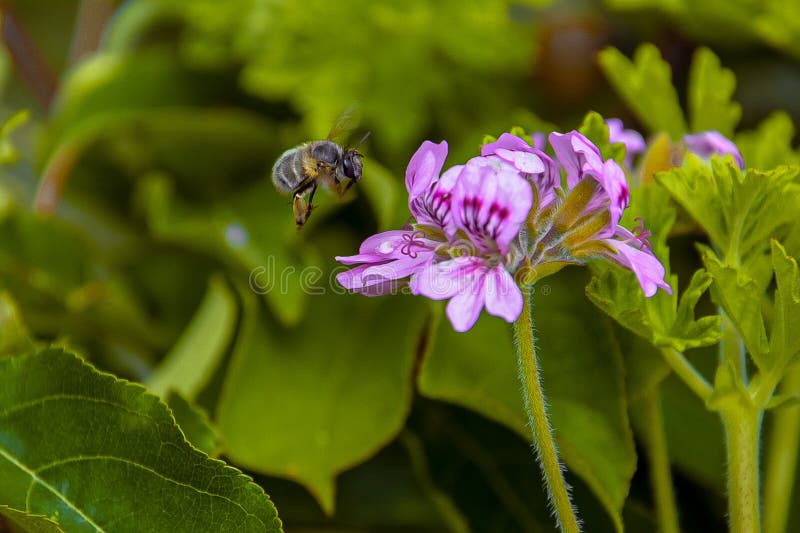 Bee landing on a flower stock image. Image of meadow - 218955261