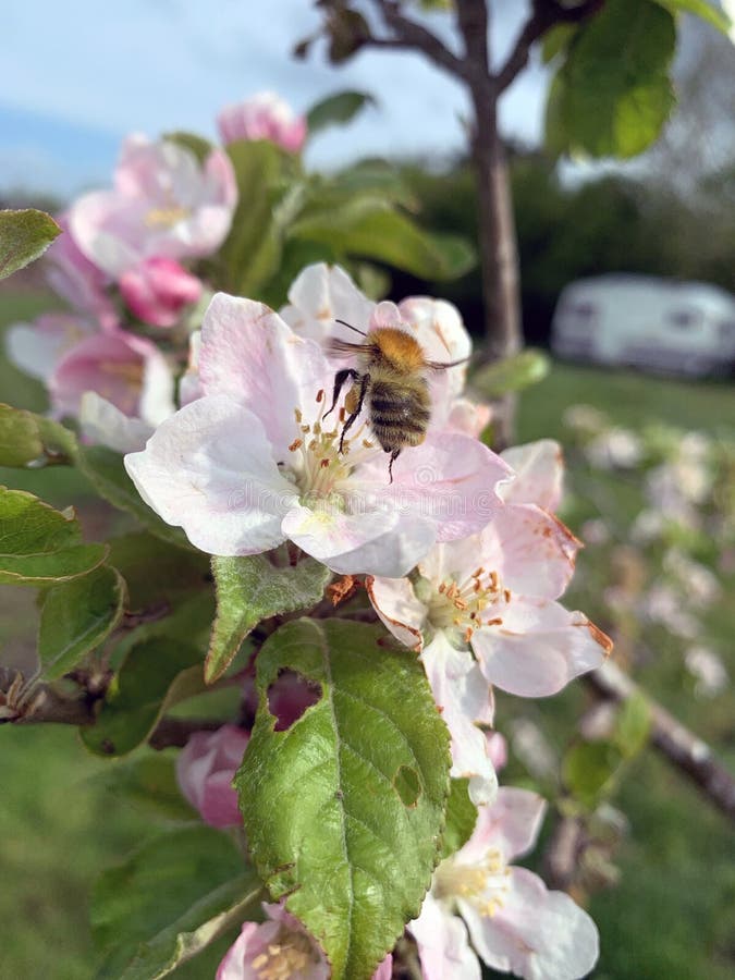 Bee landing on flower stock image. Image of nature, spring - 226858347