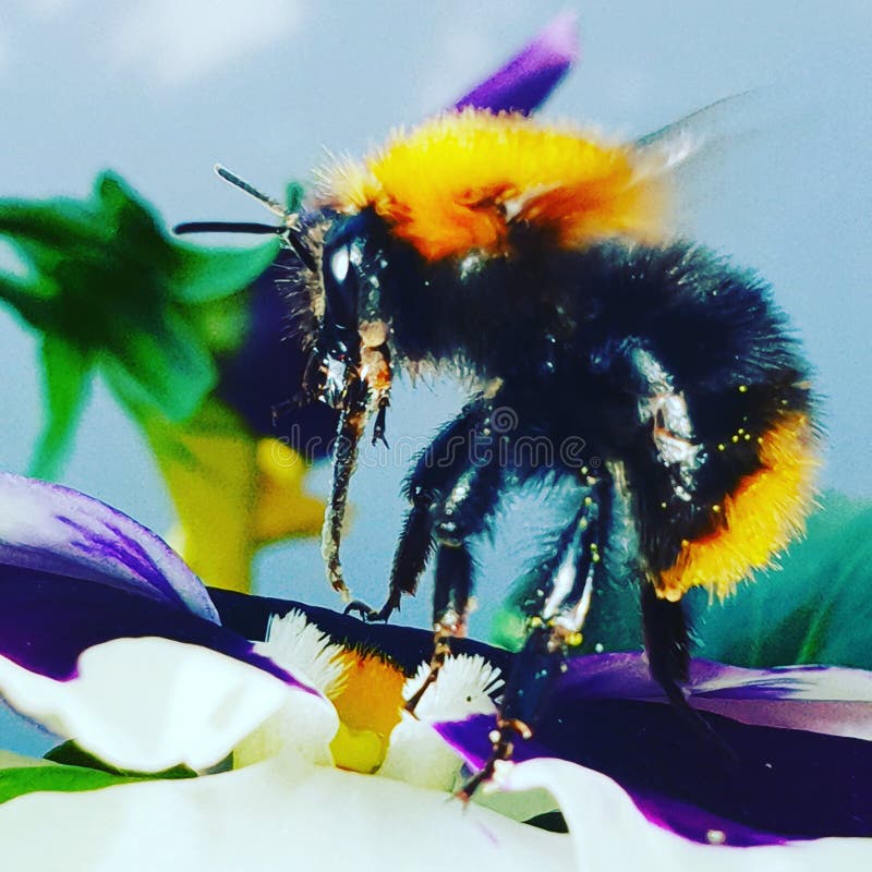 Bee Landing on a Flower Do Drink Nectar Stock Image - Image of landing ...