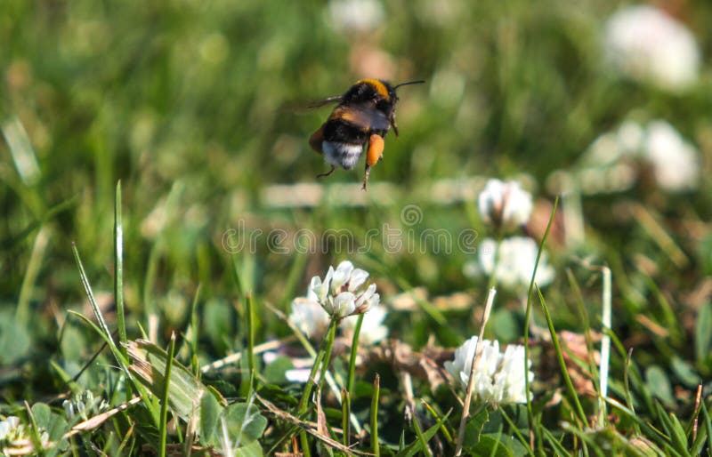 Bee landing on flower stock image. Image of beekeeping - 32538739