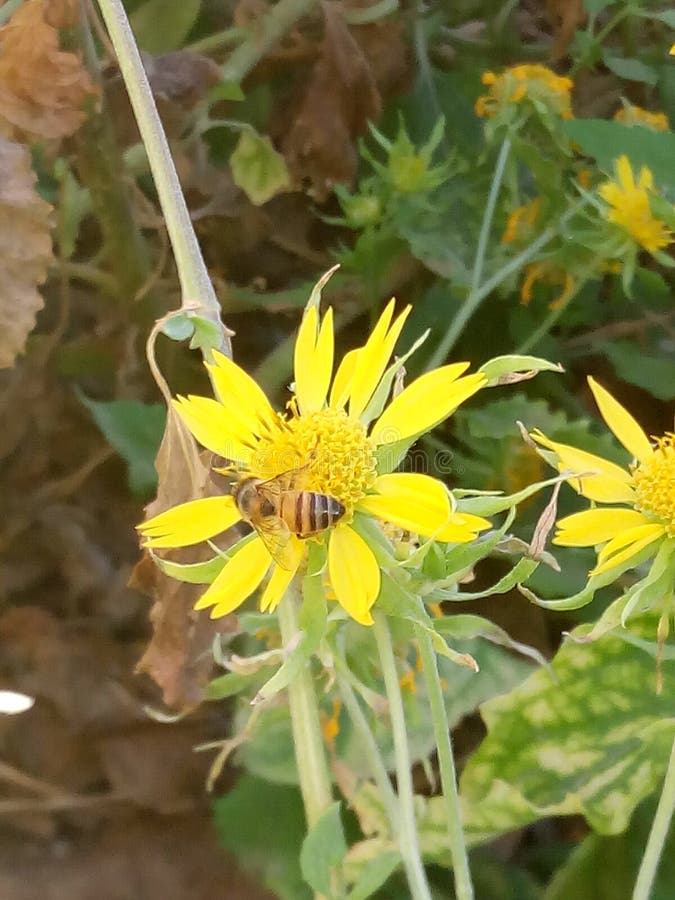 A bee landing on flowers stock image. Image of honey - 102288009