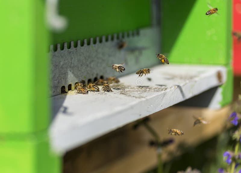 Bee landing on hive stock photo. Image of polline, sciame - 150396986