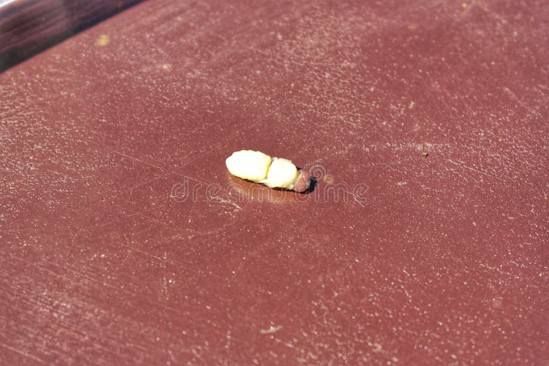 Bee Larva stock photo. Image of europe, wild, beehive - 149732914