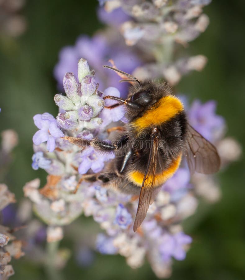 Bee on Lavander stock image. Image of petal, gathering - 42936955