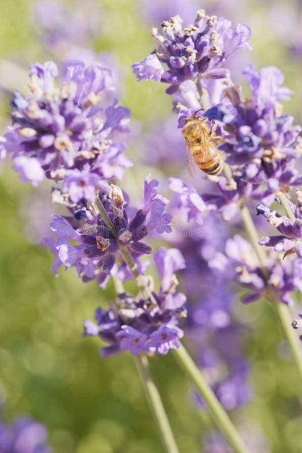 Bee and Lavender stock photo. Image of color, europe - 21822186