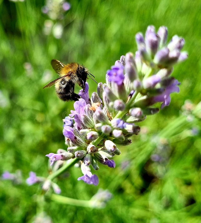Bee on lavender stock image. Image of nature, insect - 227049843