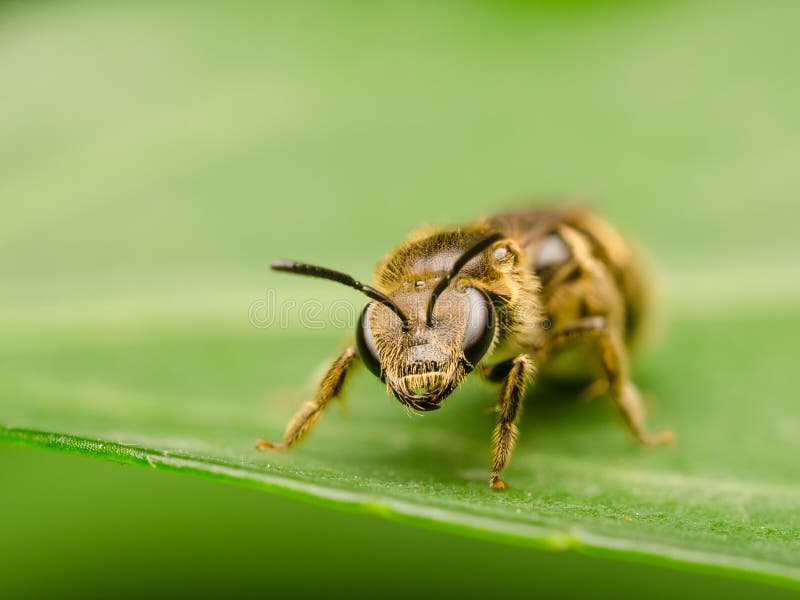 Bee on a Leaf Macro stock photo. Image of hair, face - 31891288