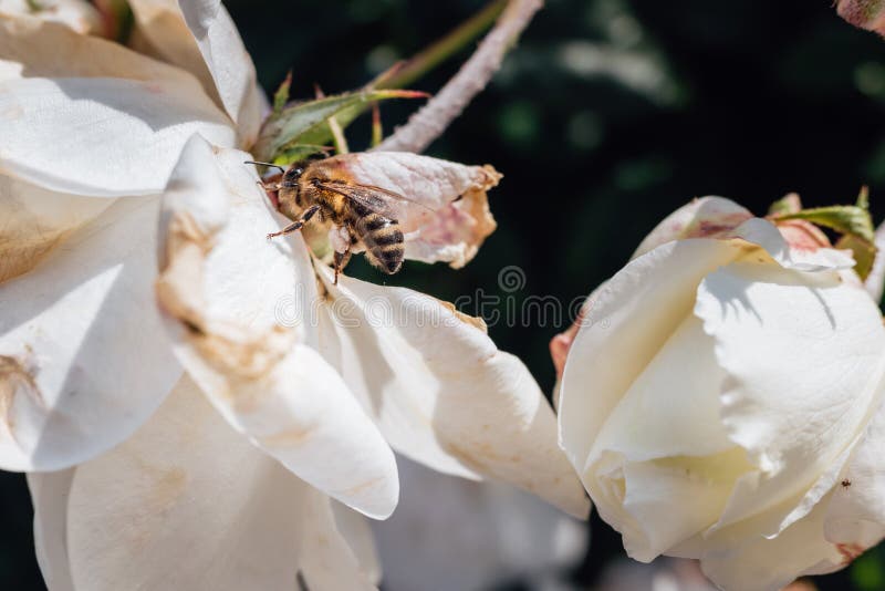 Bee with Legs Full of Pollen Pollinate Flowers in a Garden Stock Photo ...