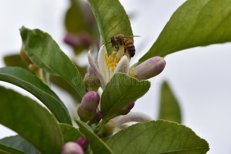 Bee Lemon Tree Flower Spring Pollination Stock Photos - Free & Royalty ...