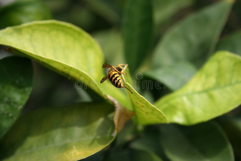 Bee on Lemon Tree Leaf stock photo. Image of leaves, lemon - 257036