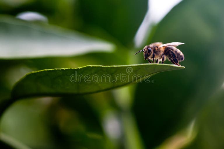Bee on lemon tree leaf stock image. Image of lemon, resting - 123746719
