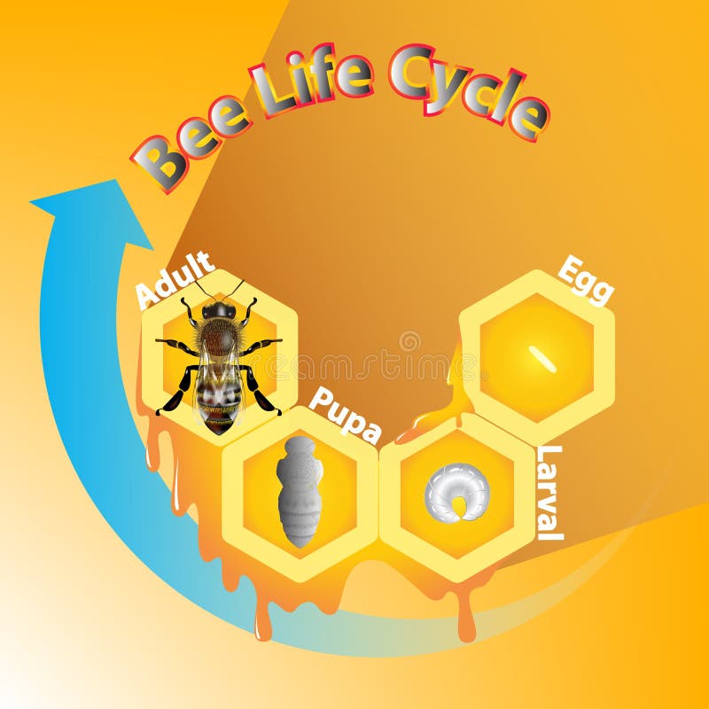 Life cycle of a honeybee stock vector. Illustration of honeycomb ...