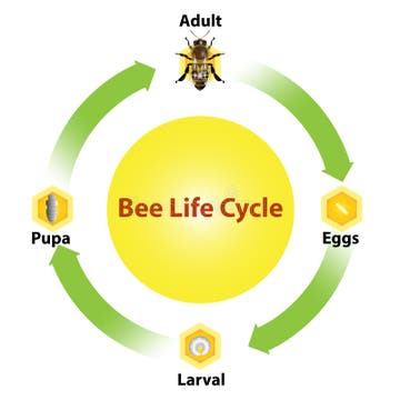 Bee Life Cycle Stock Illustrations – 939 Bee Life Cycle Stock ...