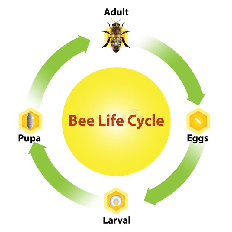 Bee Life Cycle Stock Illustrations – 939 Bee Life Cycle Stock ...