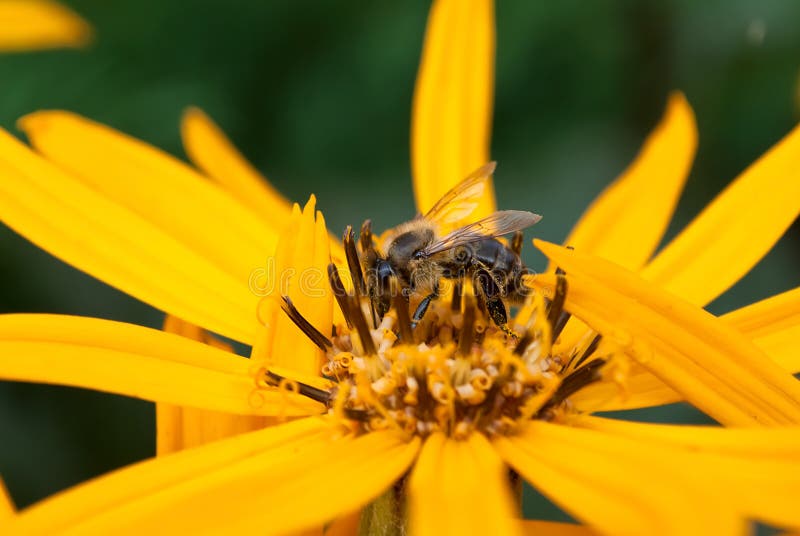 Bee Looking Directly at Camera while Standing on Lance-leaved Coreopsis ...