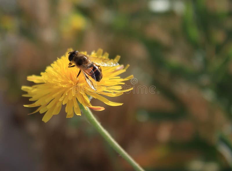 Bee Like Insect on a Dandelion Stock Image - Image of flower ...