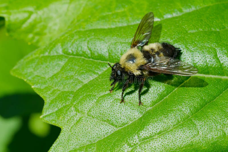 Bumble Bee Mimic Robber Fly - Laphria Thoracica Stock Image - Image of ...