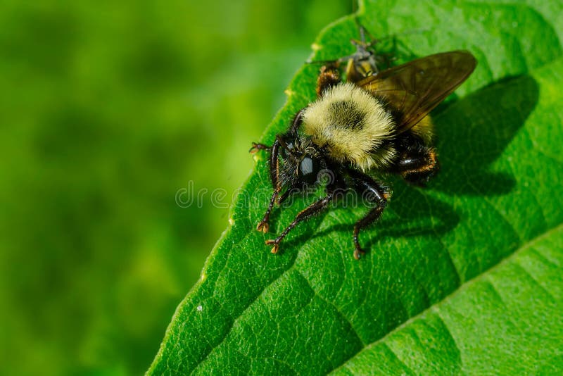 Bumble Bee Mimic Robber Fly - Laphria Thoracica Stock Image - Image of ...