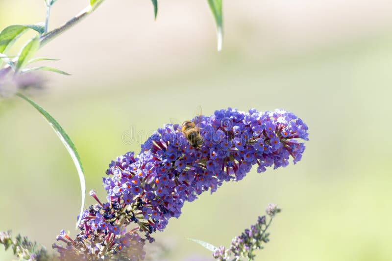 Bee on lilac stock image. Image of bumble, summer, nigra - 100383385