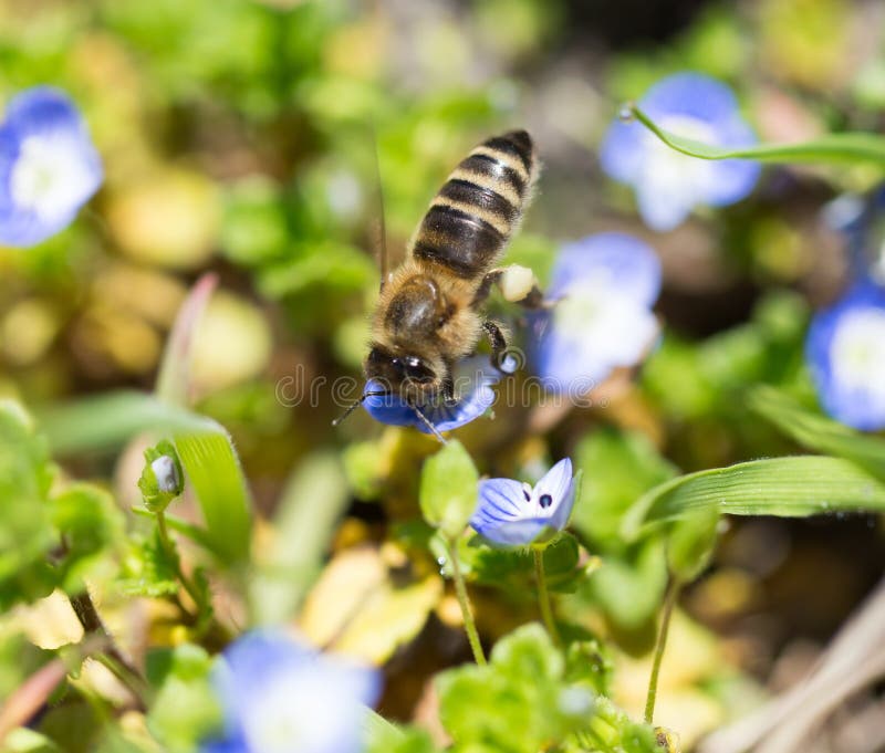 Bee on Little Blue Flowers in Nature Stock Photo - Image of color ...
